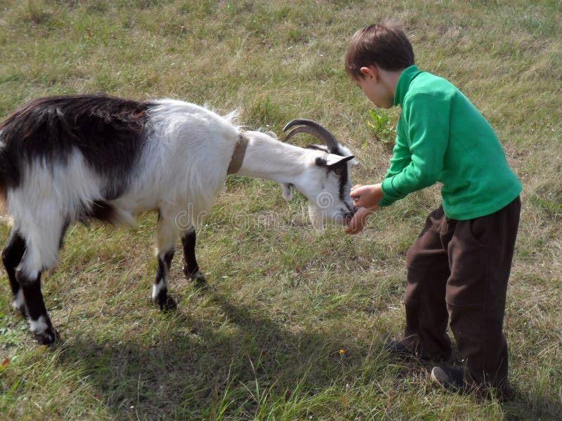 Boy and goat stock image. Image of friendship, autumn - 49337193