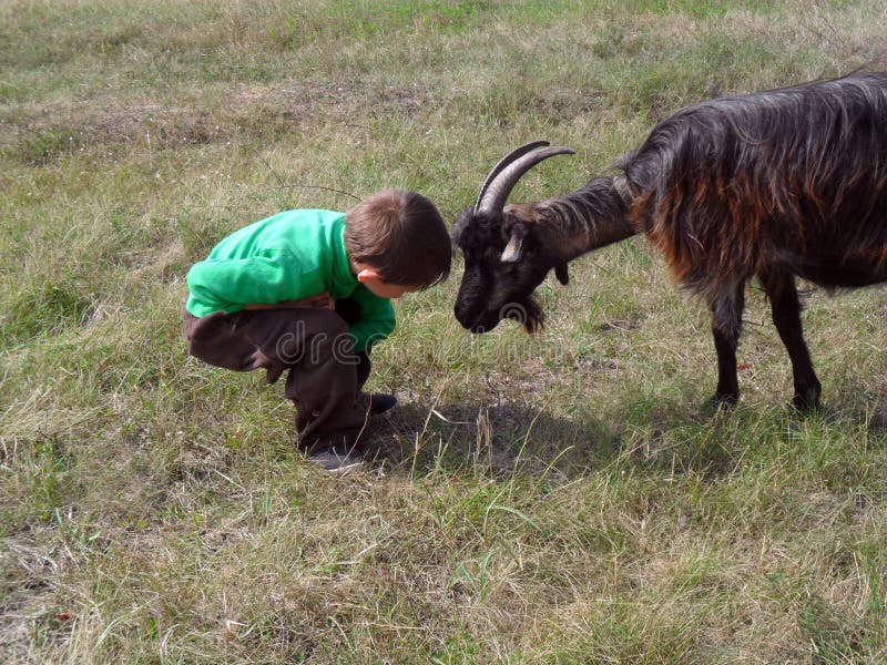 Boy and goat stock photo. Image of goat, field, friendship - 49337018