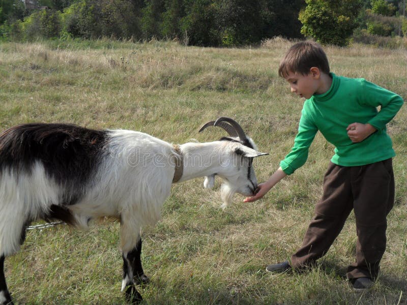 Boy and goat stock photo. Image of friendship, caring - 49337024