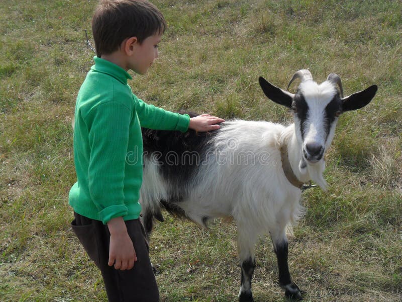 Boy and goat stock image. Image of friendship, autumn - 49337193