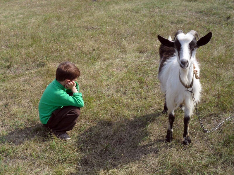 Boy and goat stock photo. Image of caring, goat, mammals - 49337118