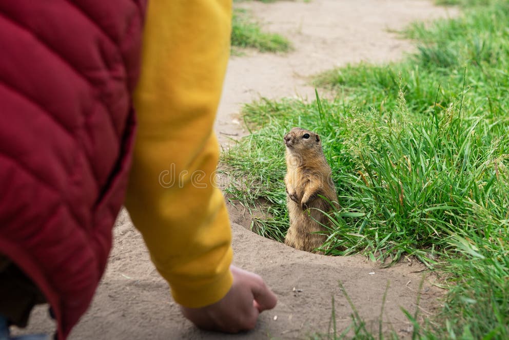 Boy hand feeding gopher stock image. Image of habitat - 222979403