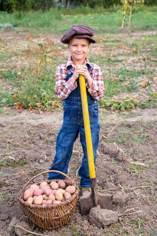 Boy Harvesting Potatoes in Garden Stock Image - Image of basket, rural ...