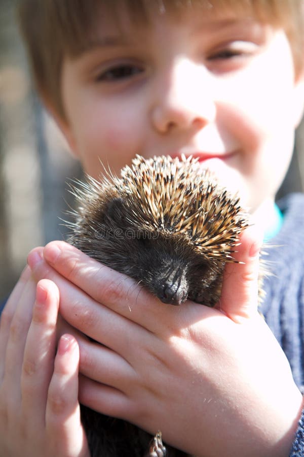 Boy with hedgehog stock photo. Image of ball, nature, grass - 2299620