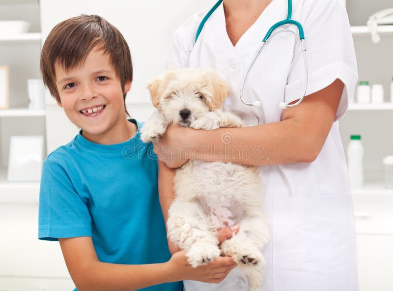 Boy and His Fluffy Dog at the Veterinary Checkup Stock Photo - Image of ...