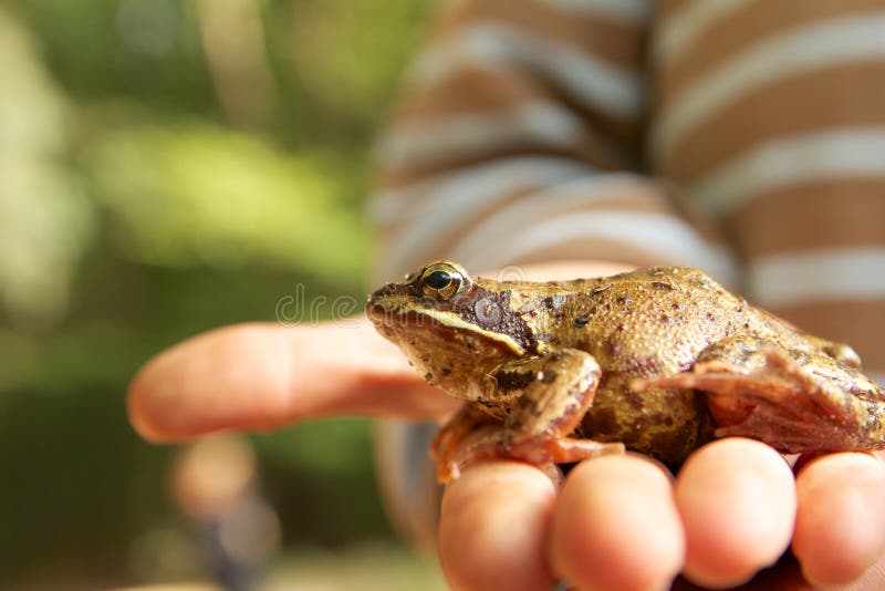 A boy and his frog stock photo. Image of nature, catching - 34731190