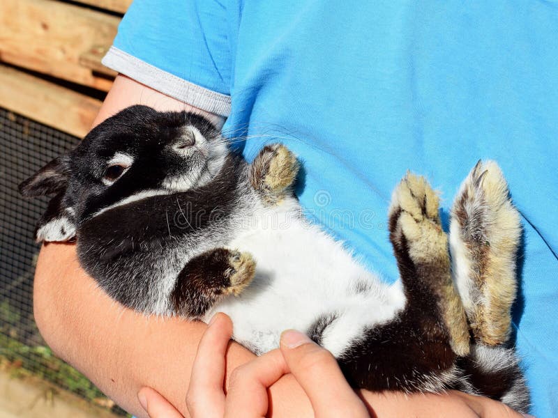 Boy is Holding a Cute Dwarf Rabbit Stock Image - Image of hand, head ...