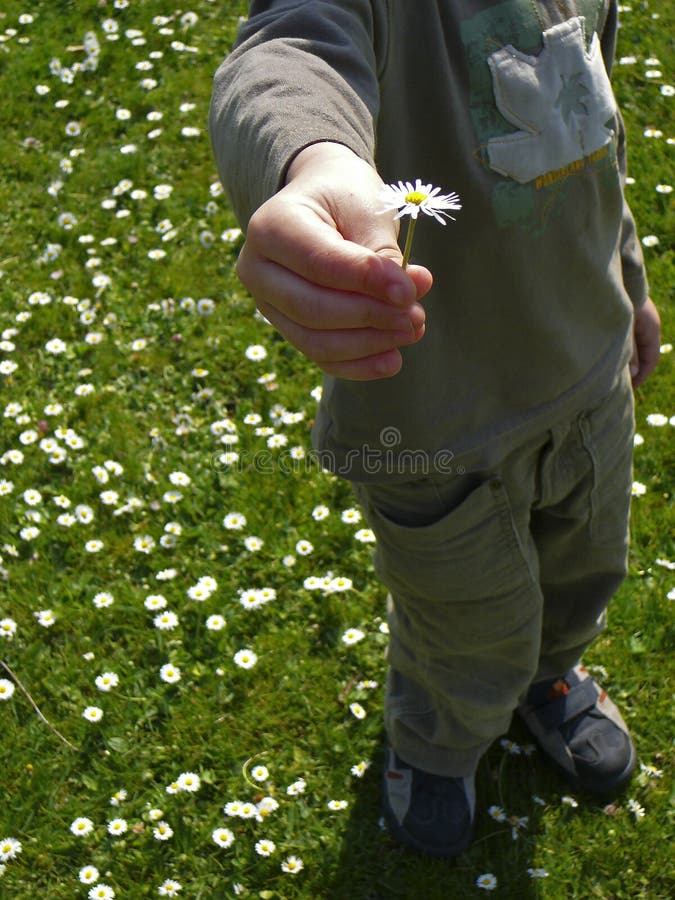 Boy holding daisy stock image. Image of bunch, flowers - 2281529