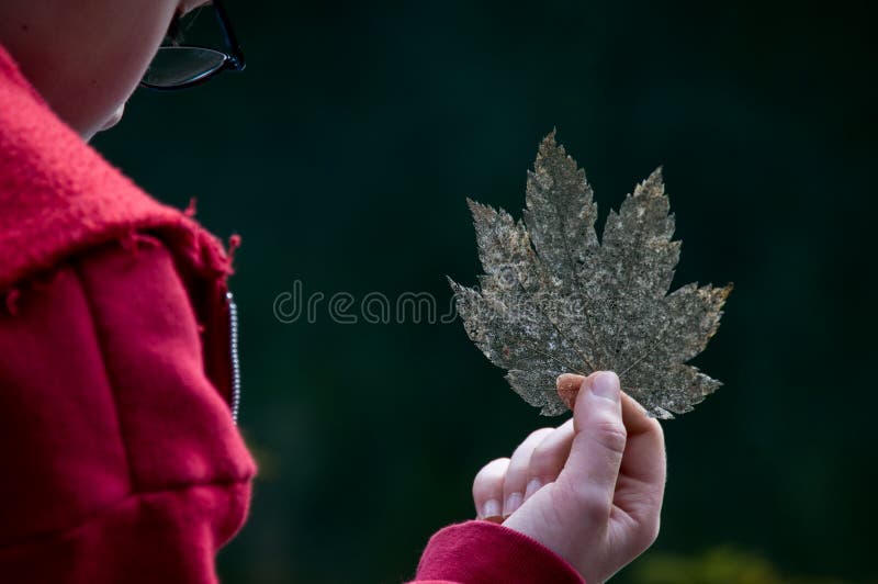 Boy holding decaying leaf stock photo. Image of decay - 7512594