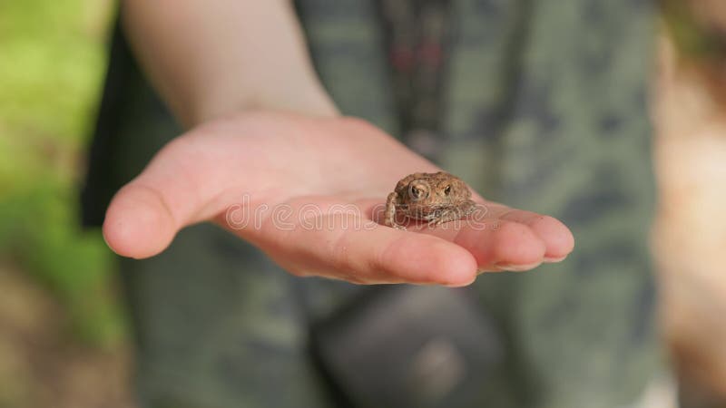 Boy holding a frog stock footage. Video of green, forest - 295718194