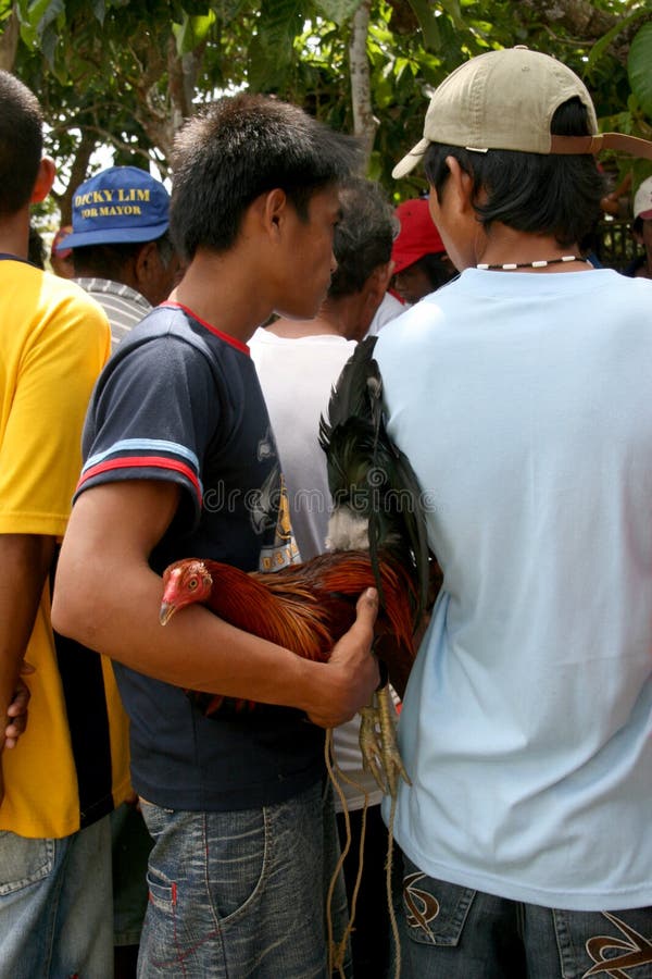 A Boy Holding His Cockerel before a Fight Editorial Photography - Image ...