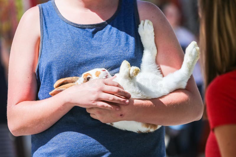 Rabbit stock photo. Image of arapahoe, farms, rabbit - 88406014