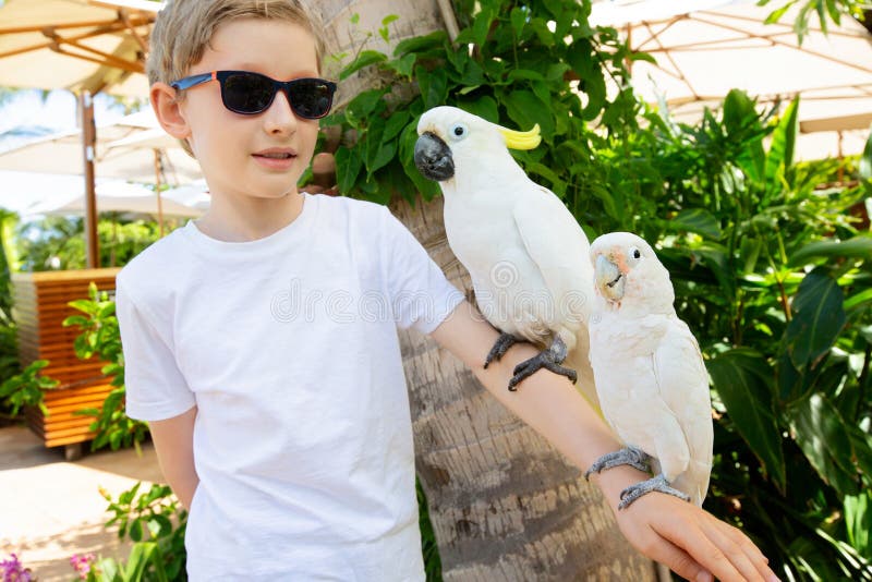 173 Young Boy Parrot Stock Photos - Free & Royalty-Free Stock Photos ...
