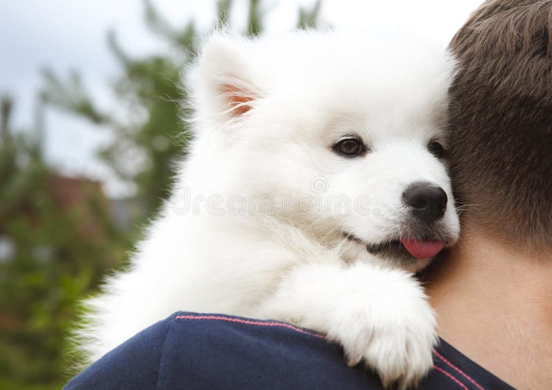 Boy Holding Samoyed Puppy in the Summer Garden Stock Image - Image of ...