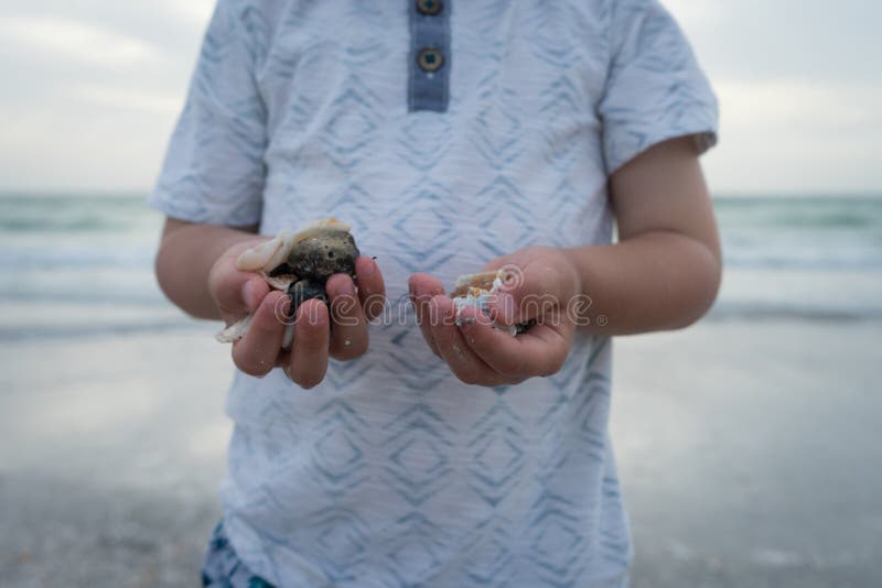 Boy Holding Shells in Hand at Beach at Sunset Stock Photo - Image of ...