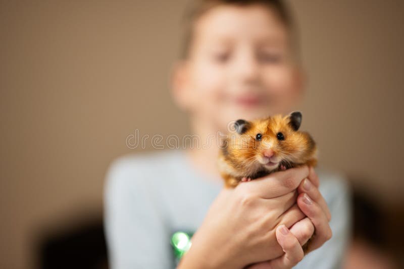 Boy Holds Funny Hamster in His Hands. Home Pets Stock Photo - Image of ...
