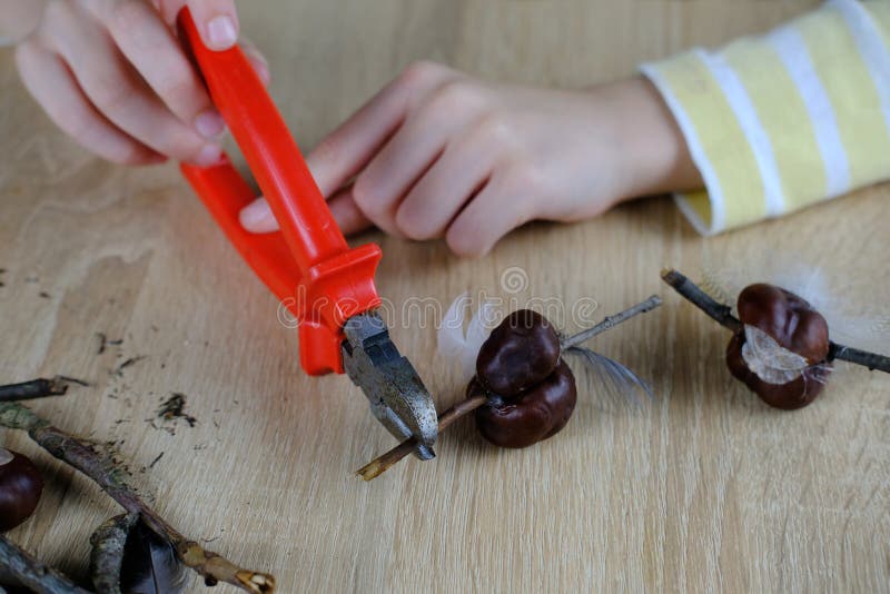 Boy Holds Tree Branches, Chestnut, Tools, Child Make Chestnut Man ...