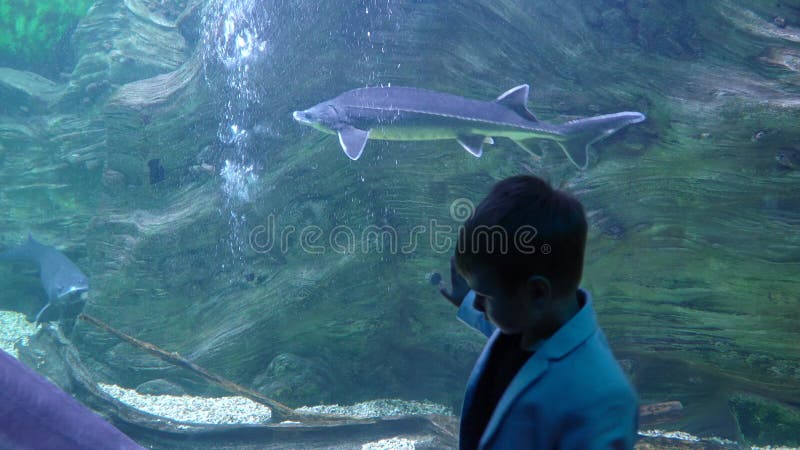 Boy in a Jacket Looks at Fish Stock Footage - Video of ocean, russian ...