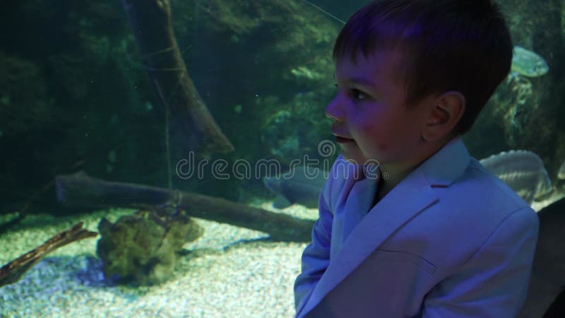 Boy in a Jacket Looks Catfish Clarius Male in Aquarium Stock Footage ...
