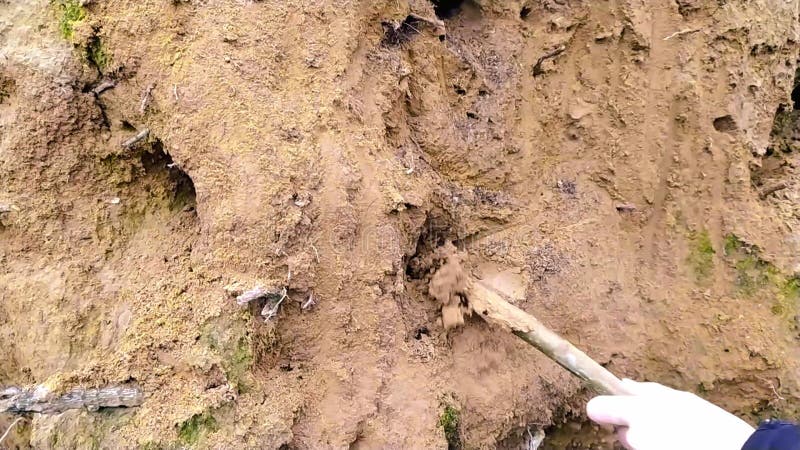 Boy or Kid Digging with a Stick or Branch in the Sandy Roots of a ...
