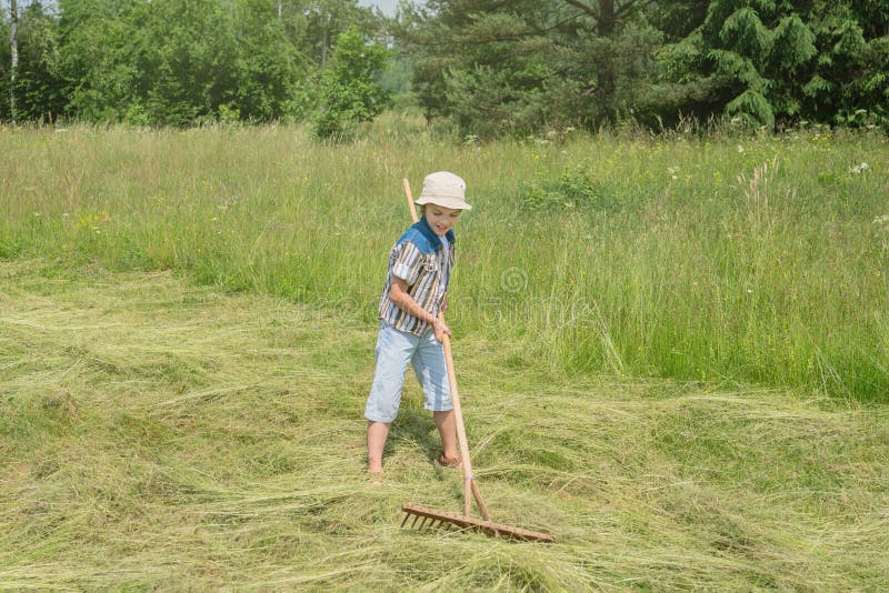 A Boy with a Large Rake Turns the Mown Grass Stock Photo - Image of ...