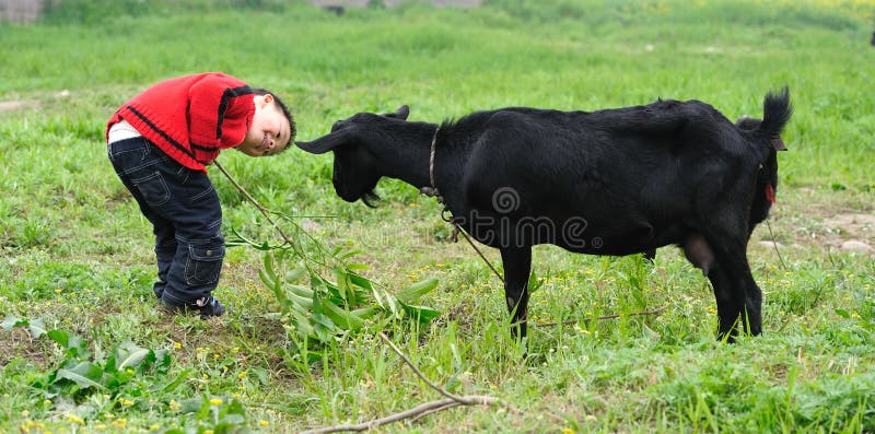 Boy look goat stock photo. Image of look, farmer, feed - 14048882