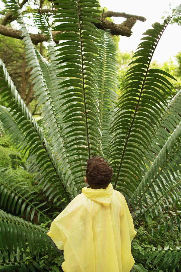 Boy Looking at Large Fern in Forest Stock Photo - Image of natural ...