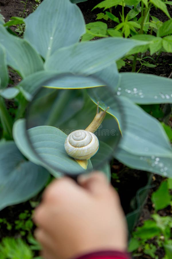 Boy Looking at Snail through Magnifying Glass, Researcher. Selective ...