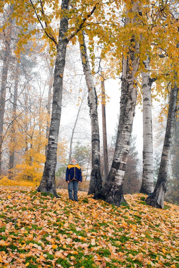 Boy looks up at trees. stock image. Image of outside - 21851143