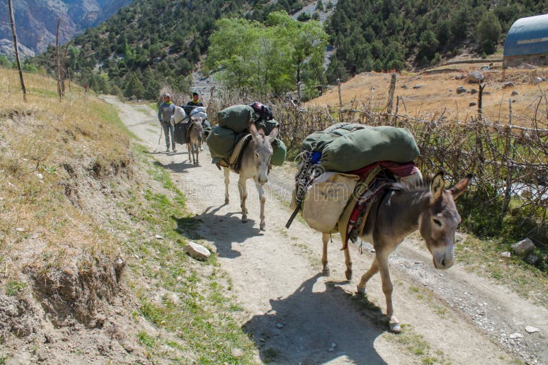 Boy and Man Riding a Donkey on the Mountain Path Editorial Image ...