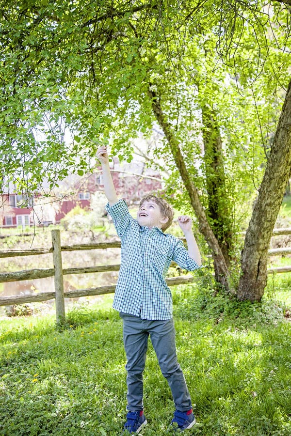 Boy Outside Reaching Up To Touch Tree Stock Image - Image of allergy ...