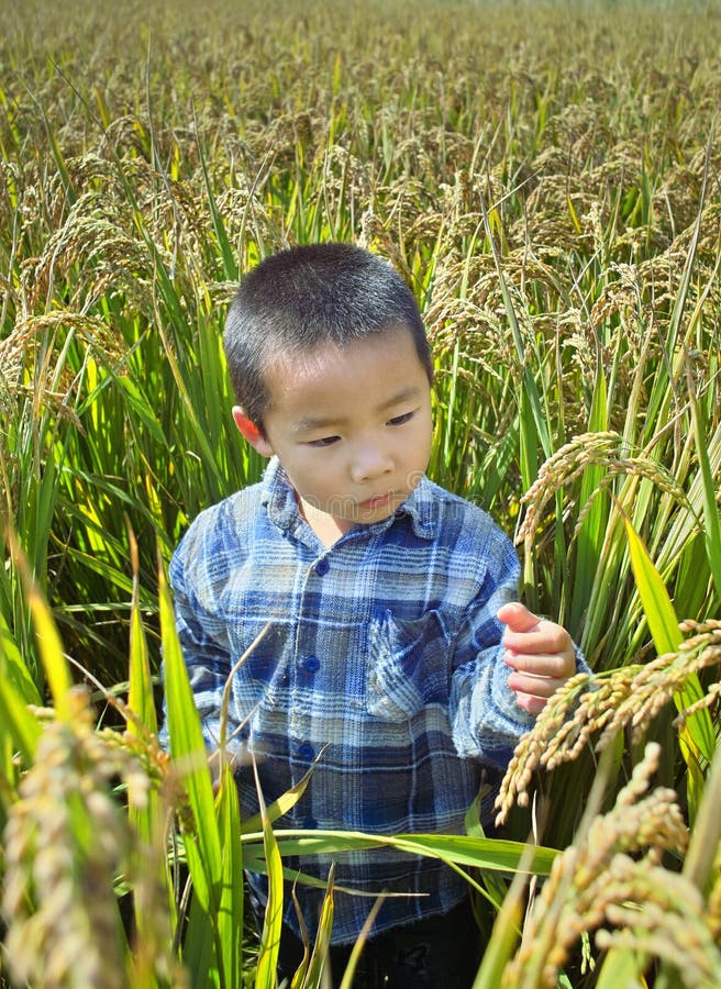 Paddy field stock image. Image of rice, outside, crop - 11870763