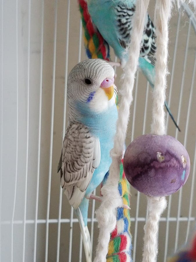 Boy parakeet stock photo. Image of parakeet, blue, nature - 150140004