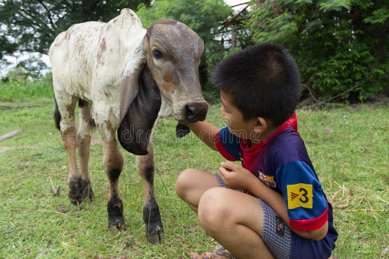 The boy pets the calf editorial stock image. Image of child - 61139409