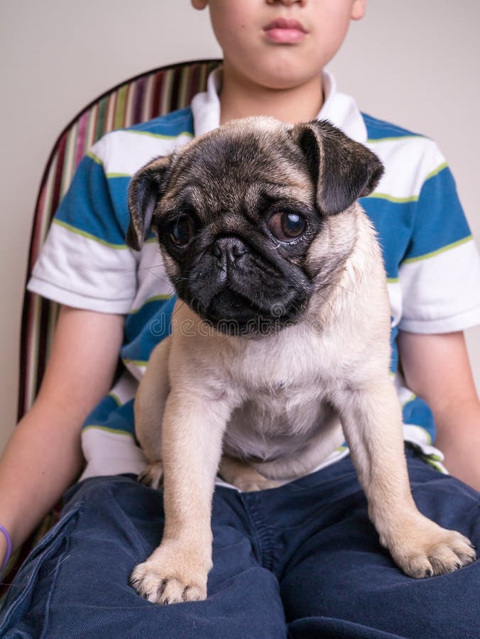 Cute Pug Puppy in Bucket stock image. Image of animal - 24713437