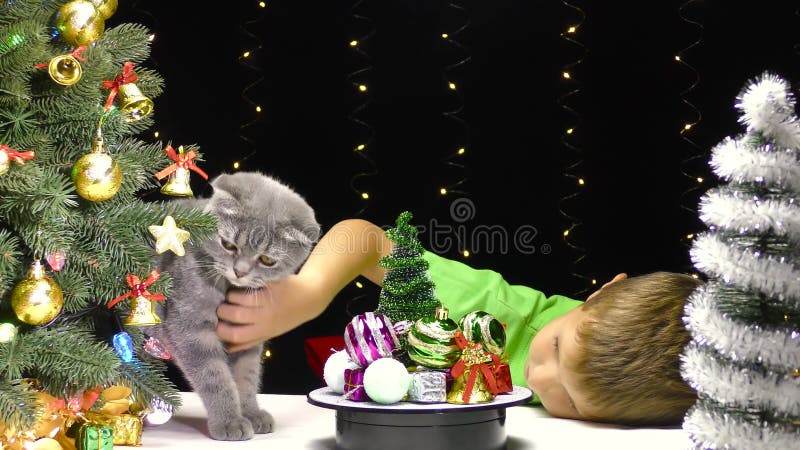 A Boy and His Cat Under the Tree Stock Vector - Illustration of human ...