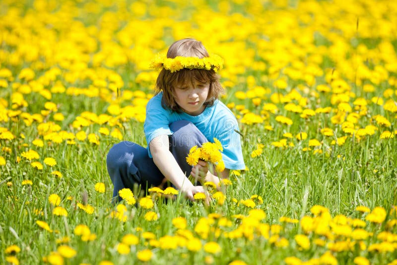 Boy Picking Dandelions on a Meadow Stock Image - Image of flower, color ...