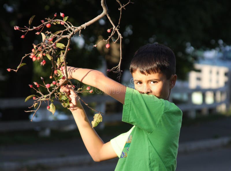 Boy Picking Fruit from the Tree Stock Photo - Image of healthy, green ...