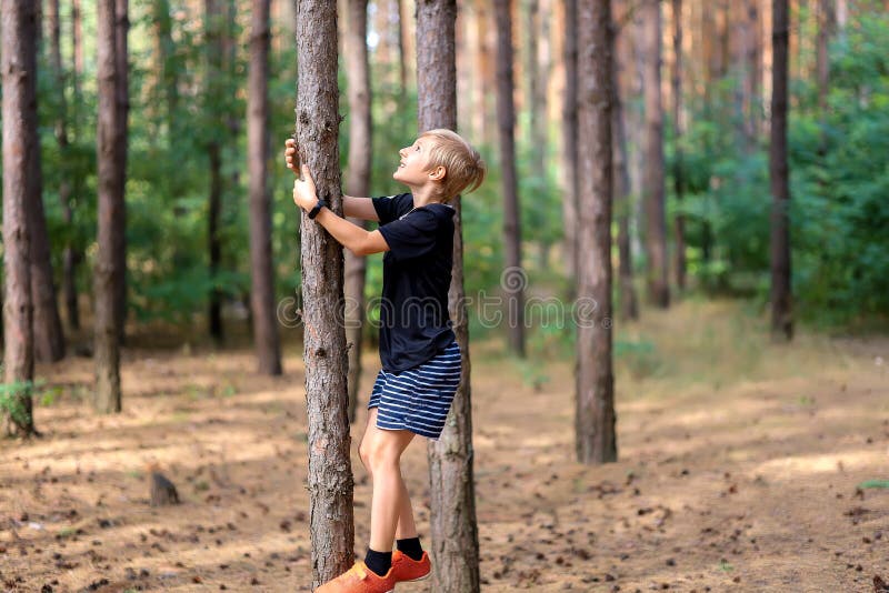 Boy is in a Pine Forest and he is Trying To Climb a Pine Tree Stock ...