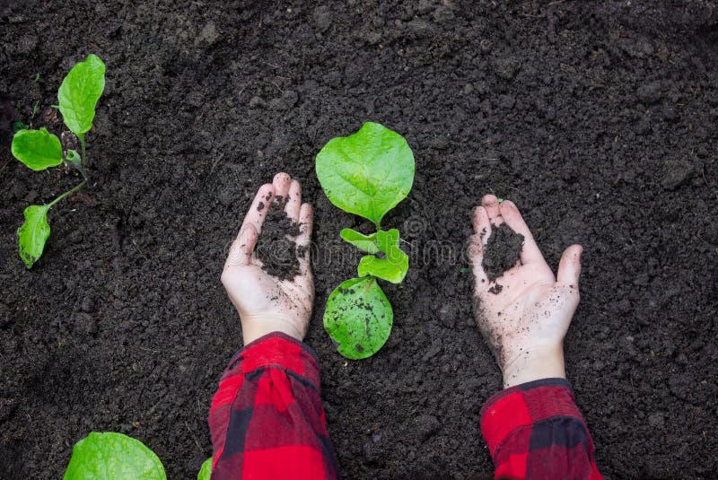 Boy Planting a Sprout in the Garden. Selective Focus Stock Photo ...