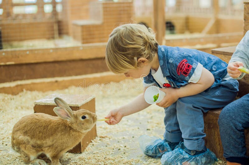 Boy play with the rabbits stock photo. Image of animal - 75098742