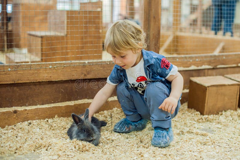 Boy play with the rabbits stock image. Image of childhood - 75105307