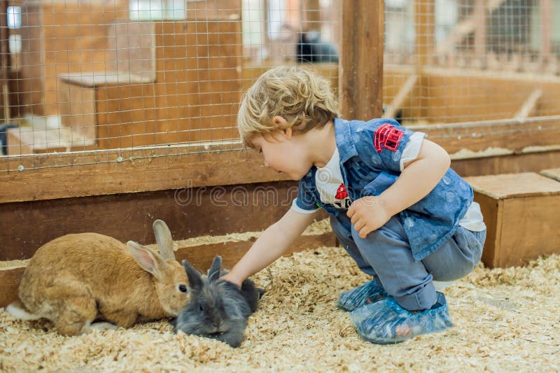 Boy play with the rabbits stock photo. Image of animal - 75098742