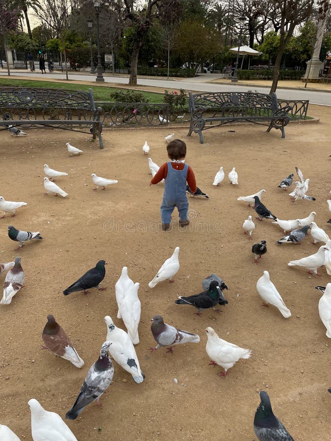 Boy Playing with Pigeons in the City Park Stock Image - Image of flying ...