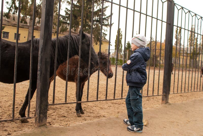 Boy playing with ponies stock photo. Image of mammal - 61976410
