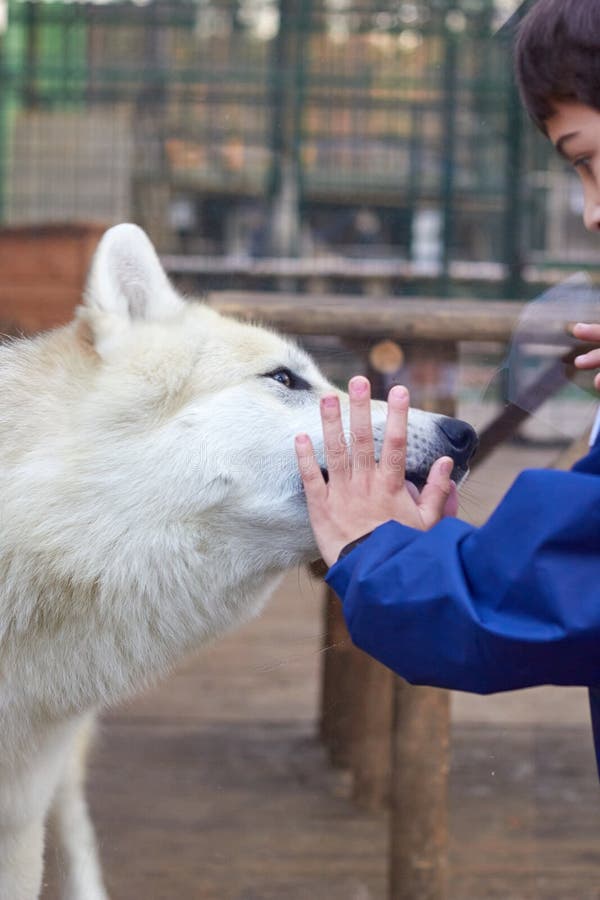 516 Wolf Leader Stock Photos - Free & Royalty-Free Stock Photos from ...