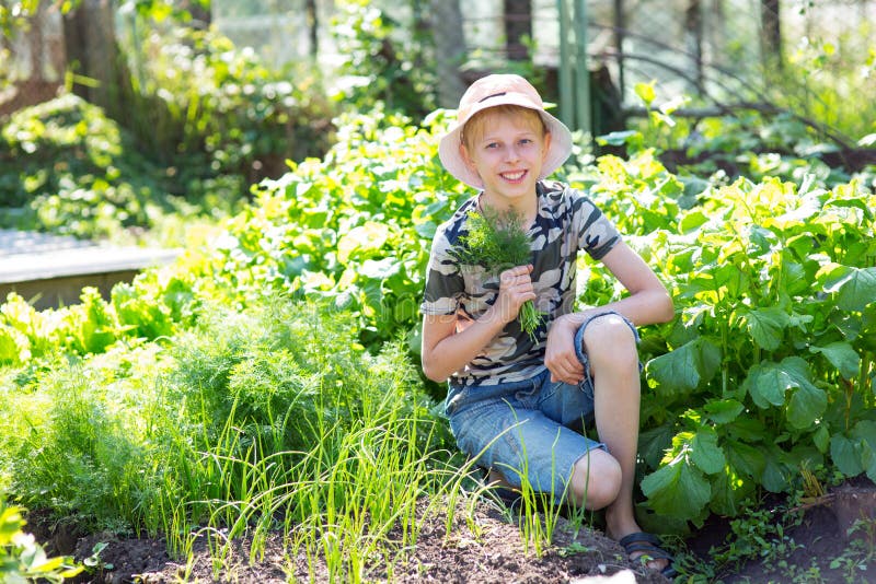 Boy plucked fresh dill. stock photo. Image of working - 71503018