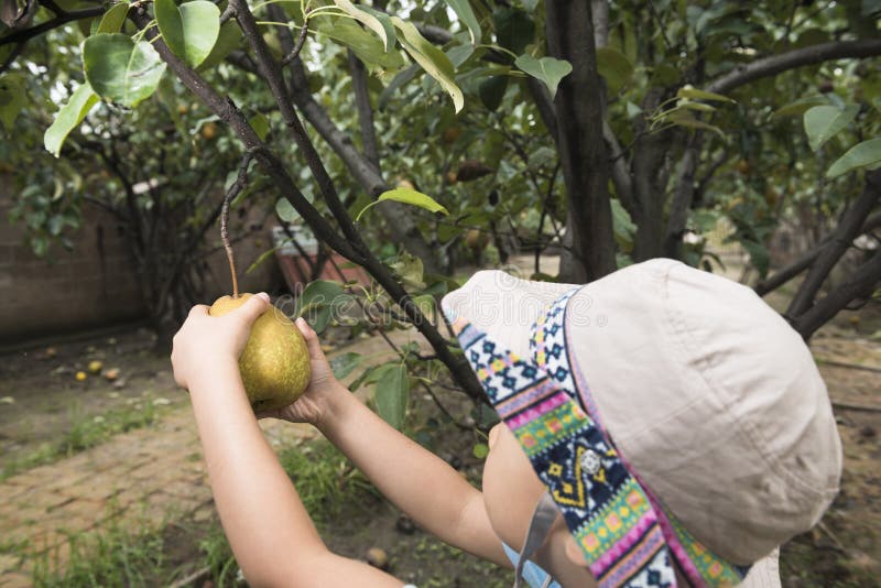Boy plucking pear stock image. Image of plantation, agriculture - 60050127