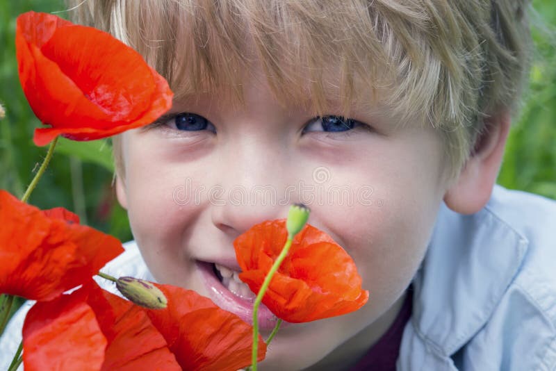 Boy in a poppy field stock image. Image of petal, little - 96696615