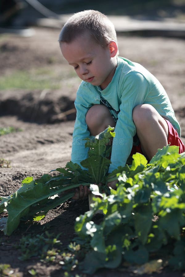 The Boy Pulls Out of the Ground a Large Radish Stock Image - Image of ...